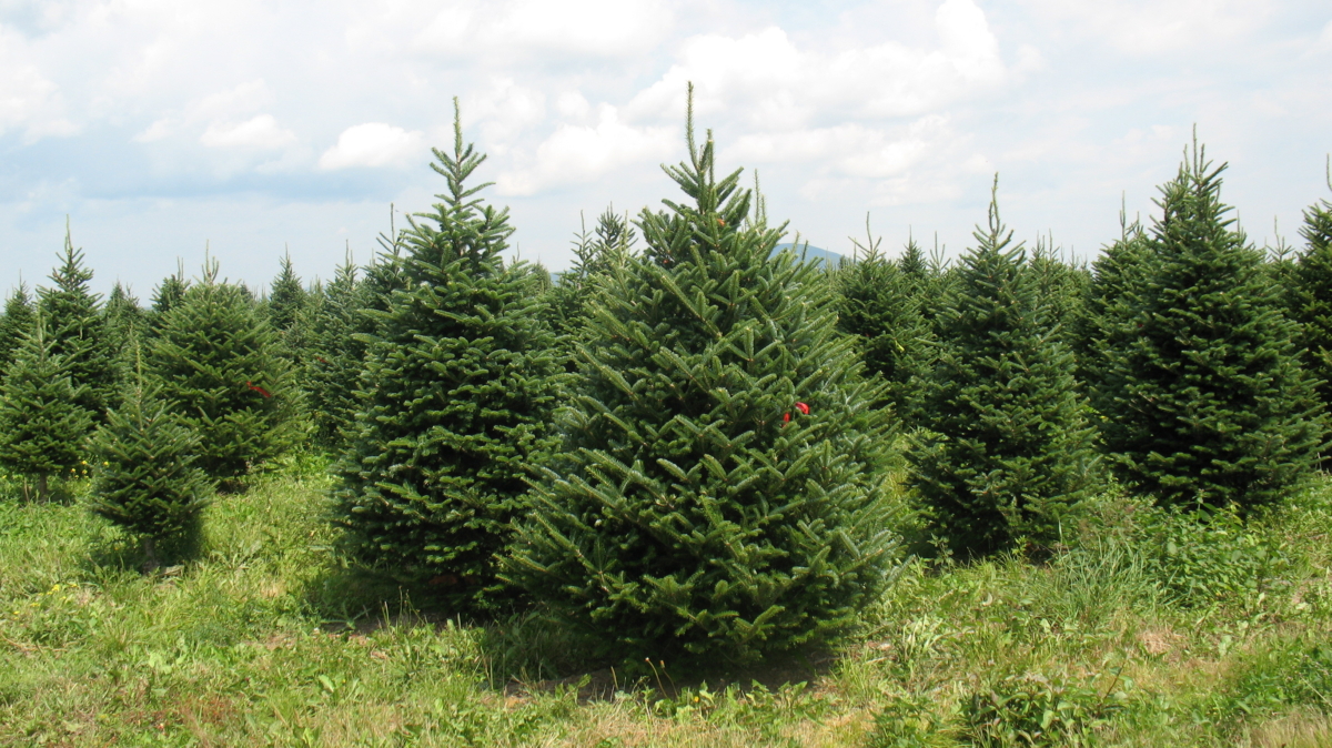 NoelsTreeFarm.com - Welcome to Noel's Tree Farm!